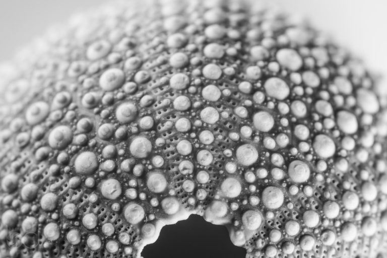 .trichophobia – bd-foto.de